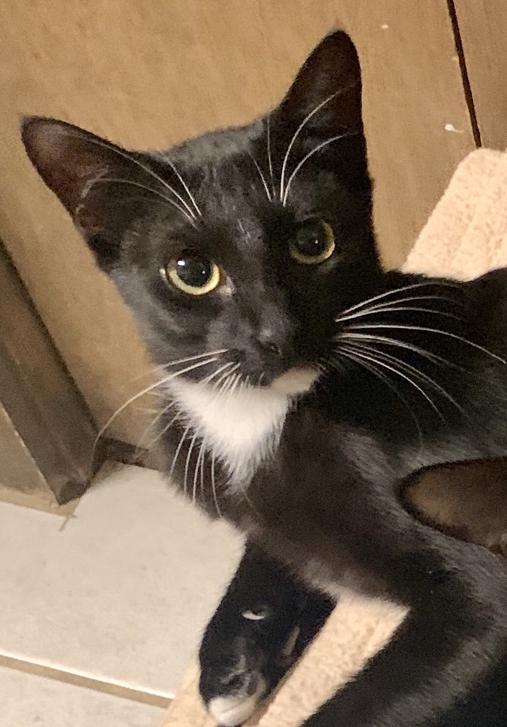 Venus Kitty Connection