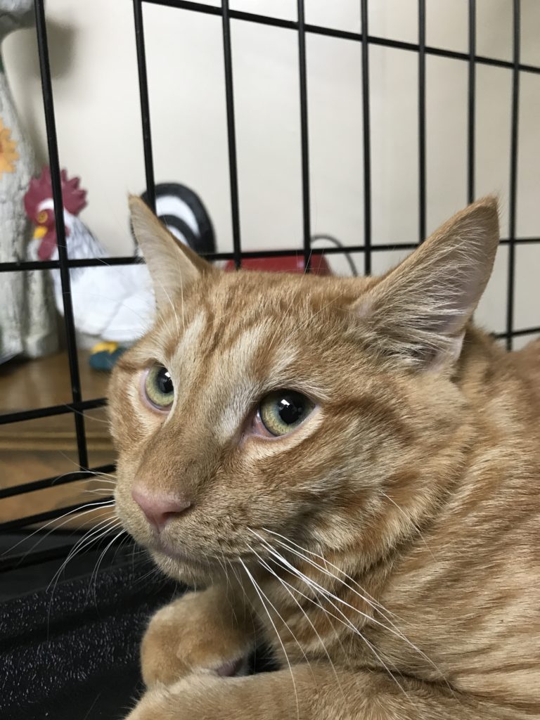 Russell - Kitty Connection