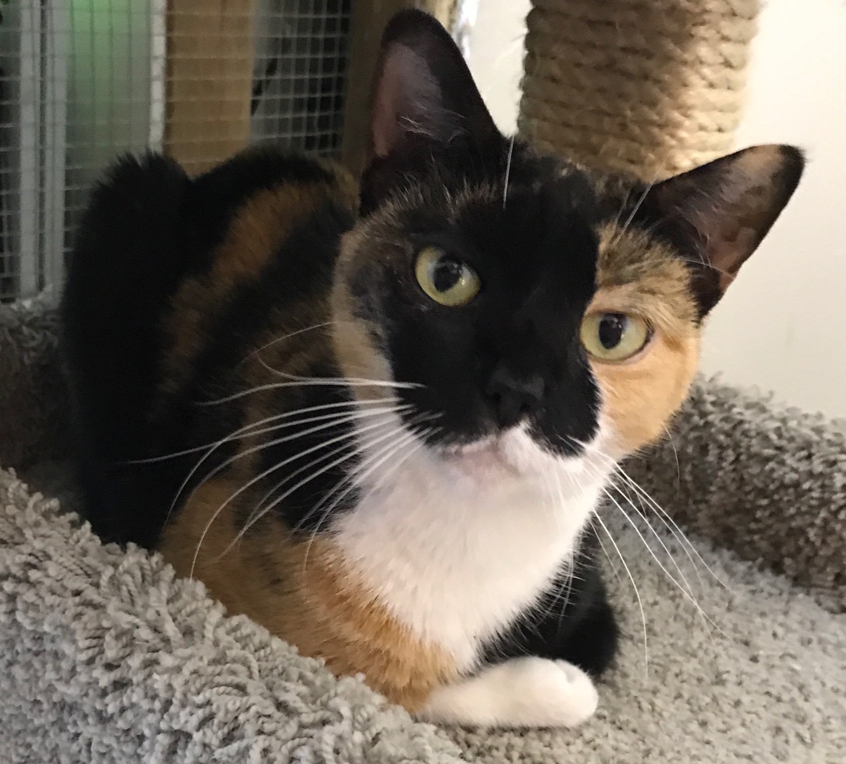 Callie - Kitty Connection