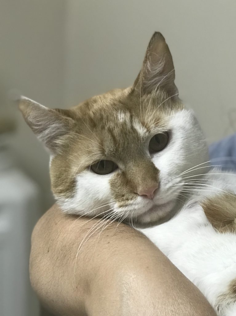 Lucas - Kitty Connection