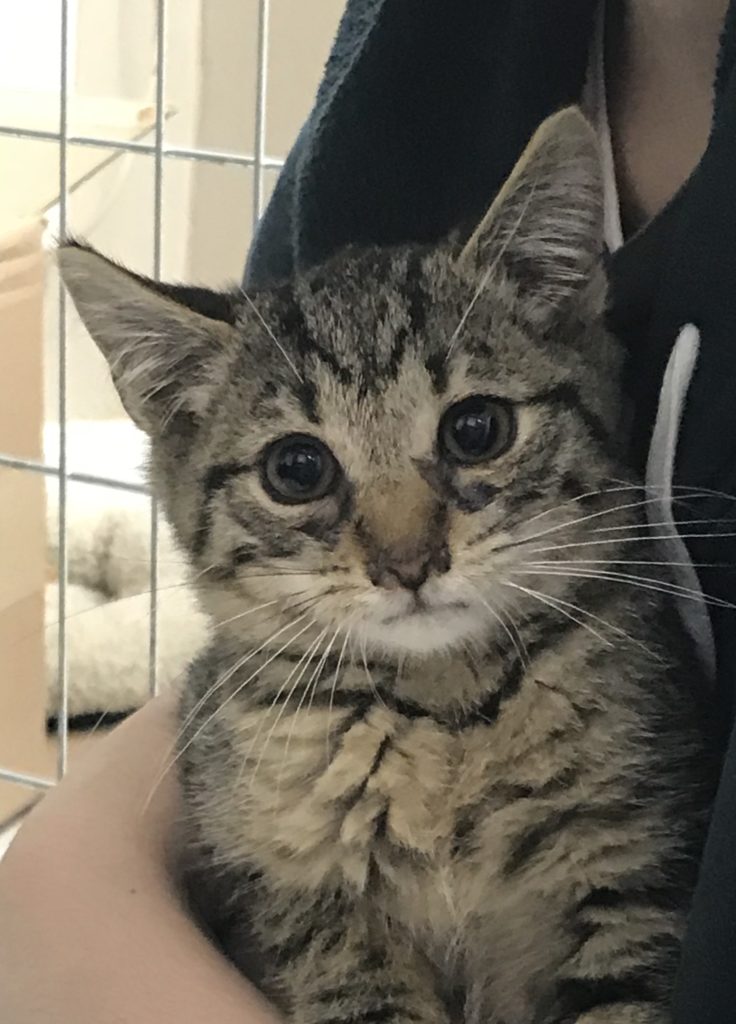 Rolo - Kitty Connection