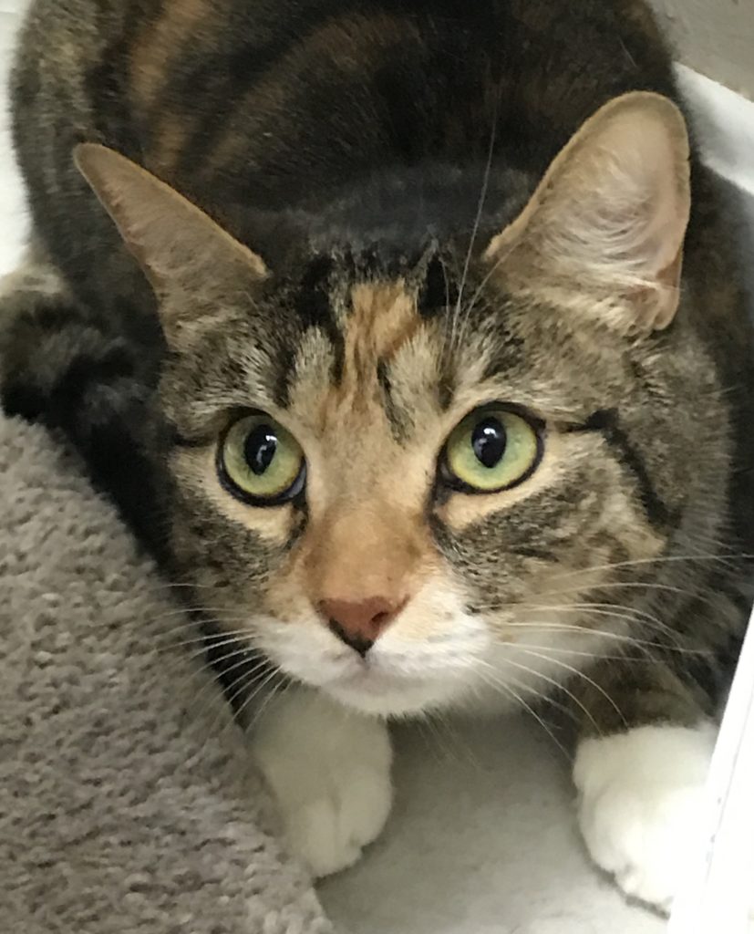 Yoshi - Kitty Connection