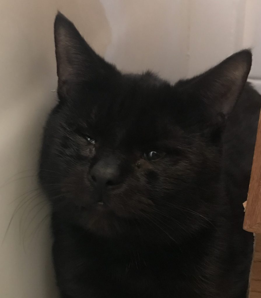 Scope - Kitty Connection