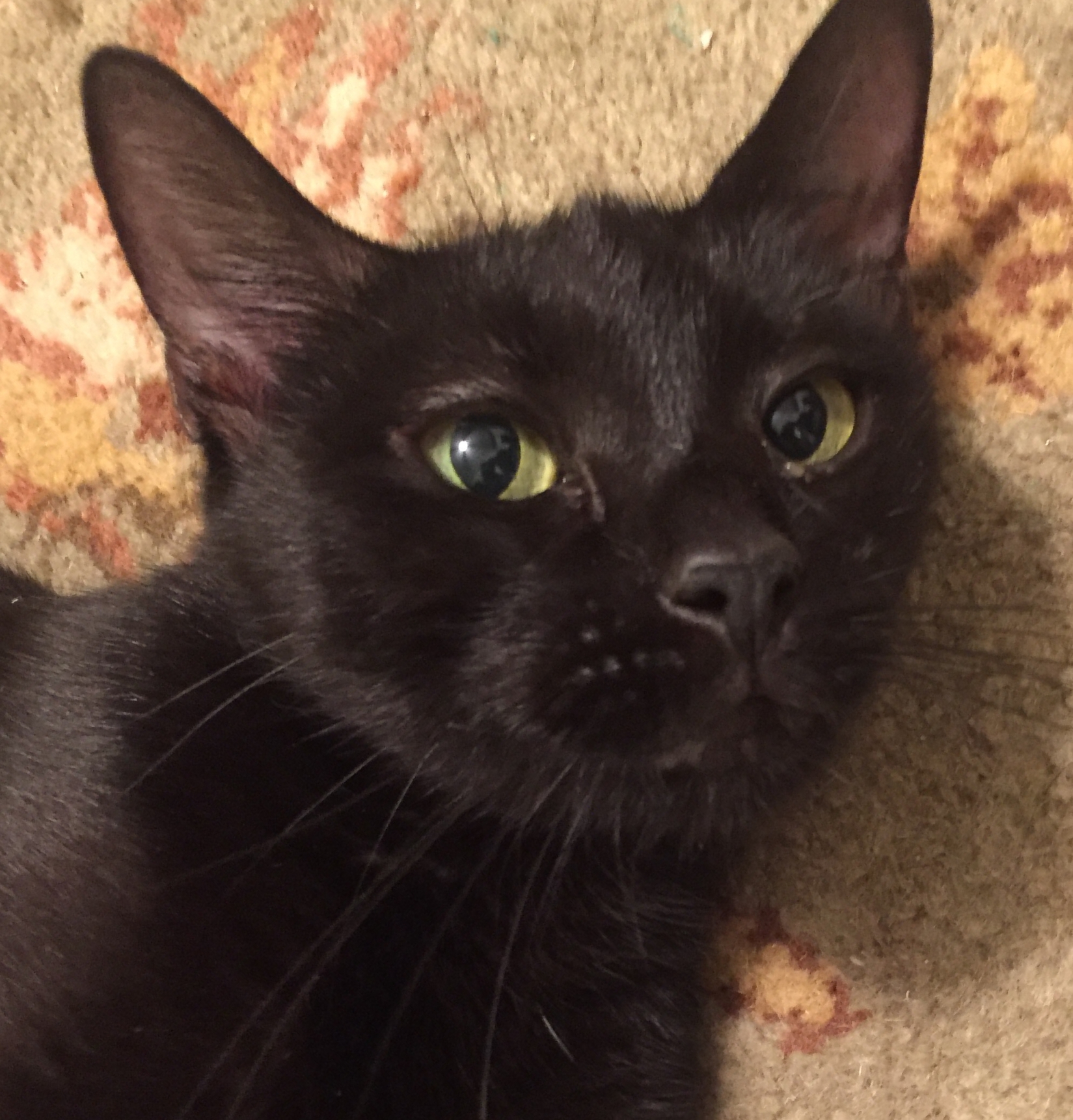 Lillian - Kitty Connection