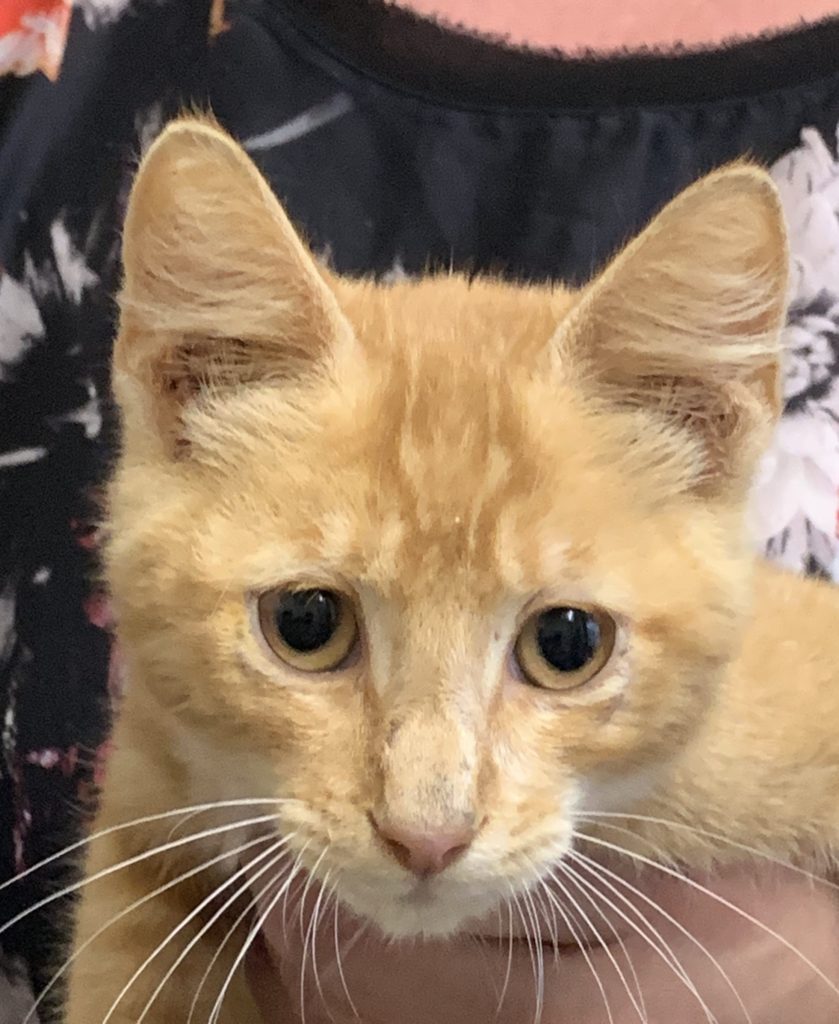 George - Kitty Connection