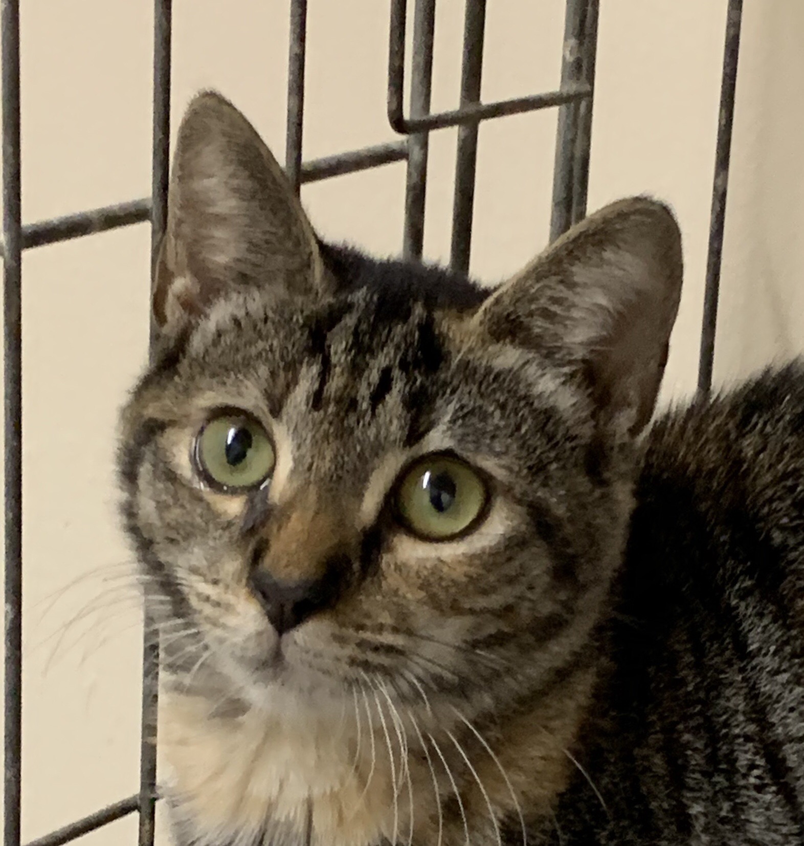 Sasha - Kitty Connection