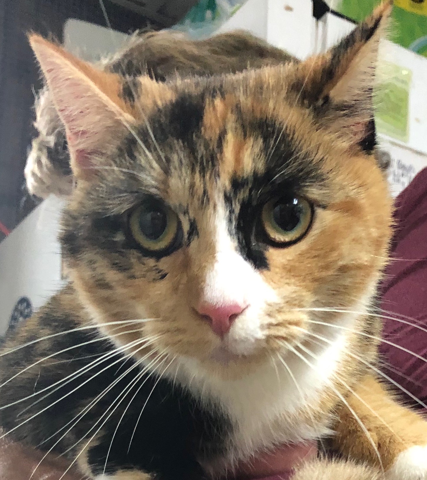 Breanna - Kitty Connection