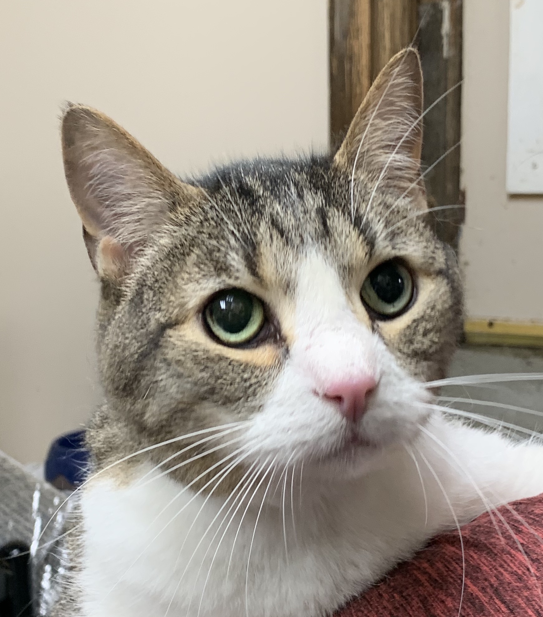 Tappy - Kitty Connection
