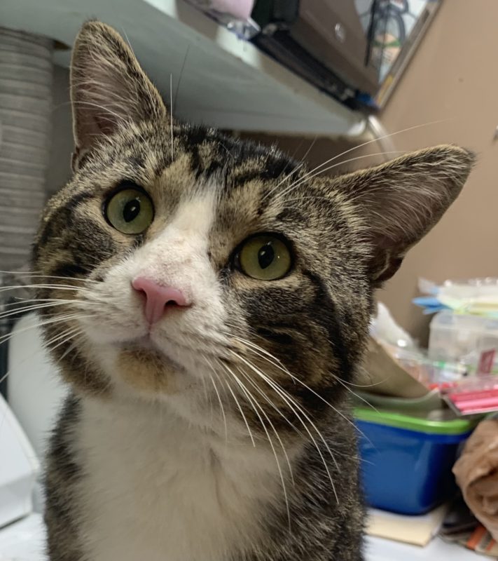 Gino - Kitty Connection