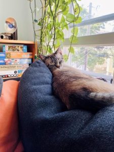 Jude - Kitty Connection