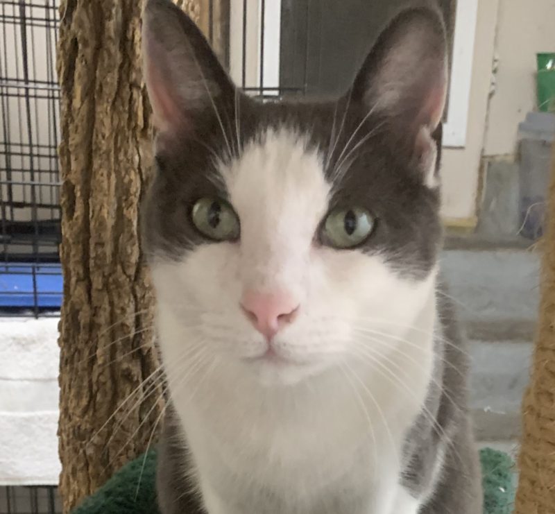 Sparky - Kitty Connection