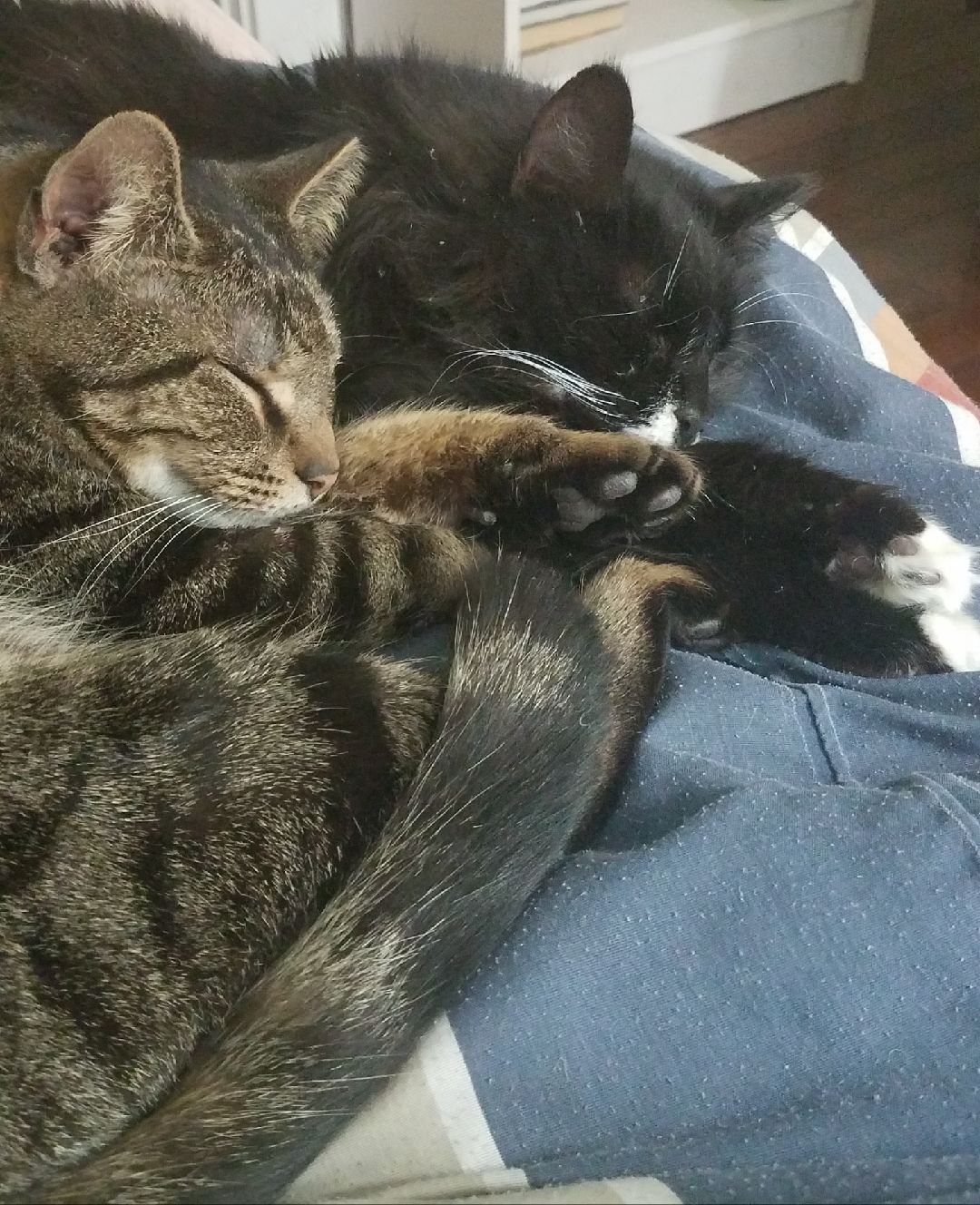 Millie & Mack - Kitty Connection