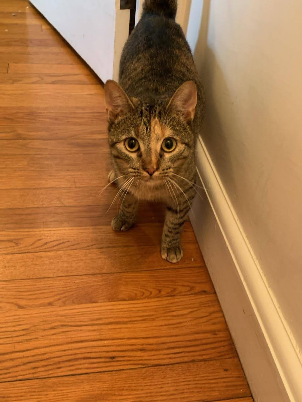 Koko - Kitty Connection