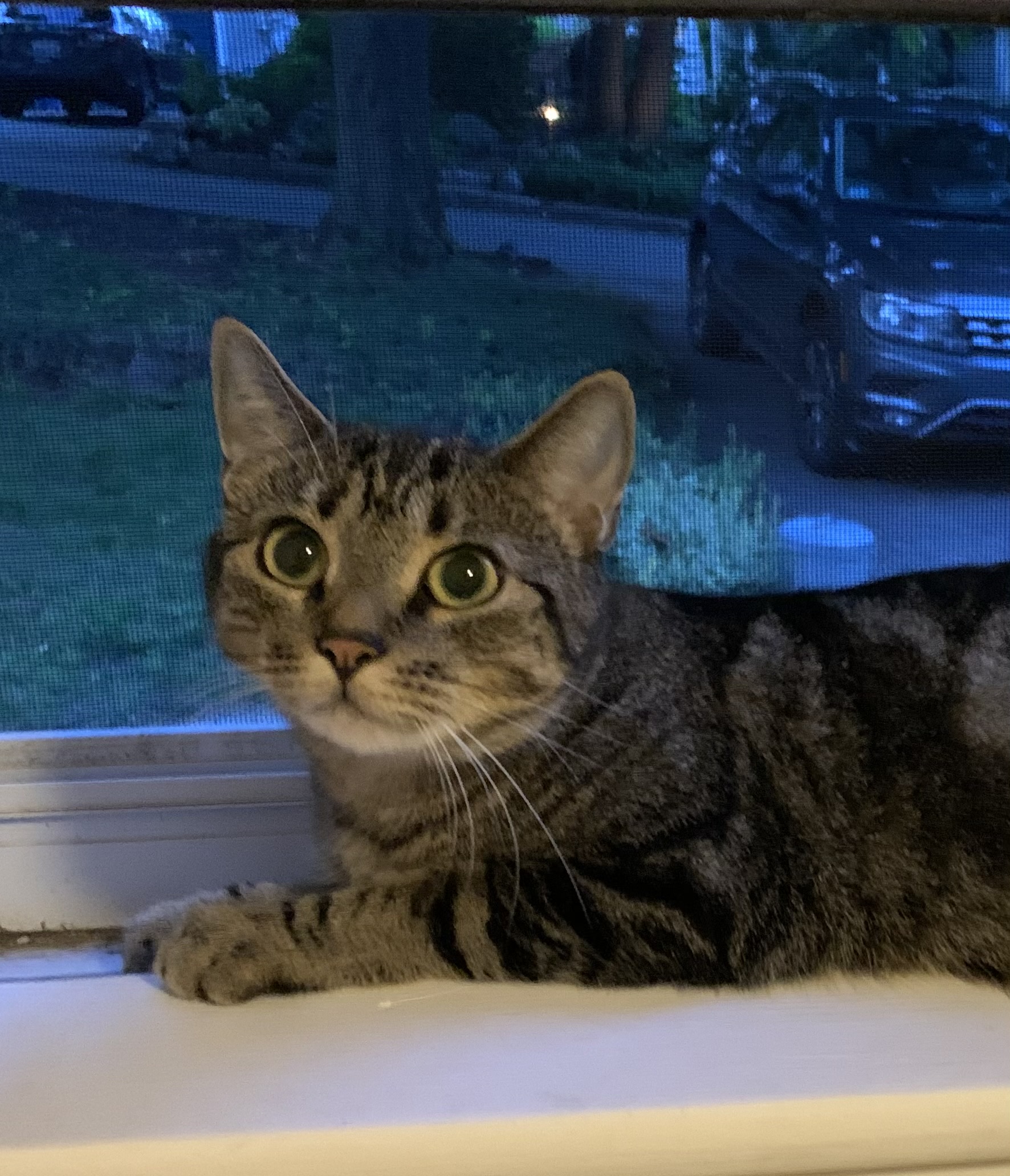 Michele - Kitty Connection