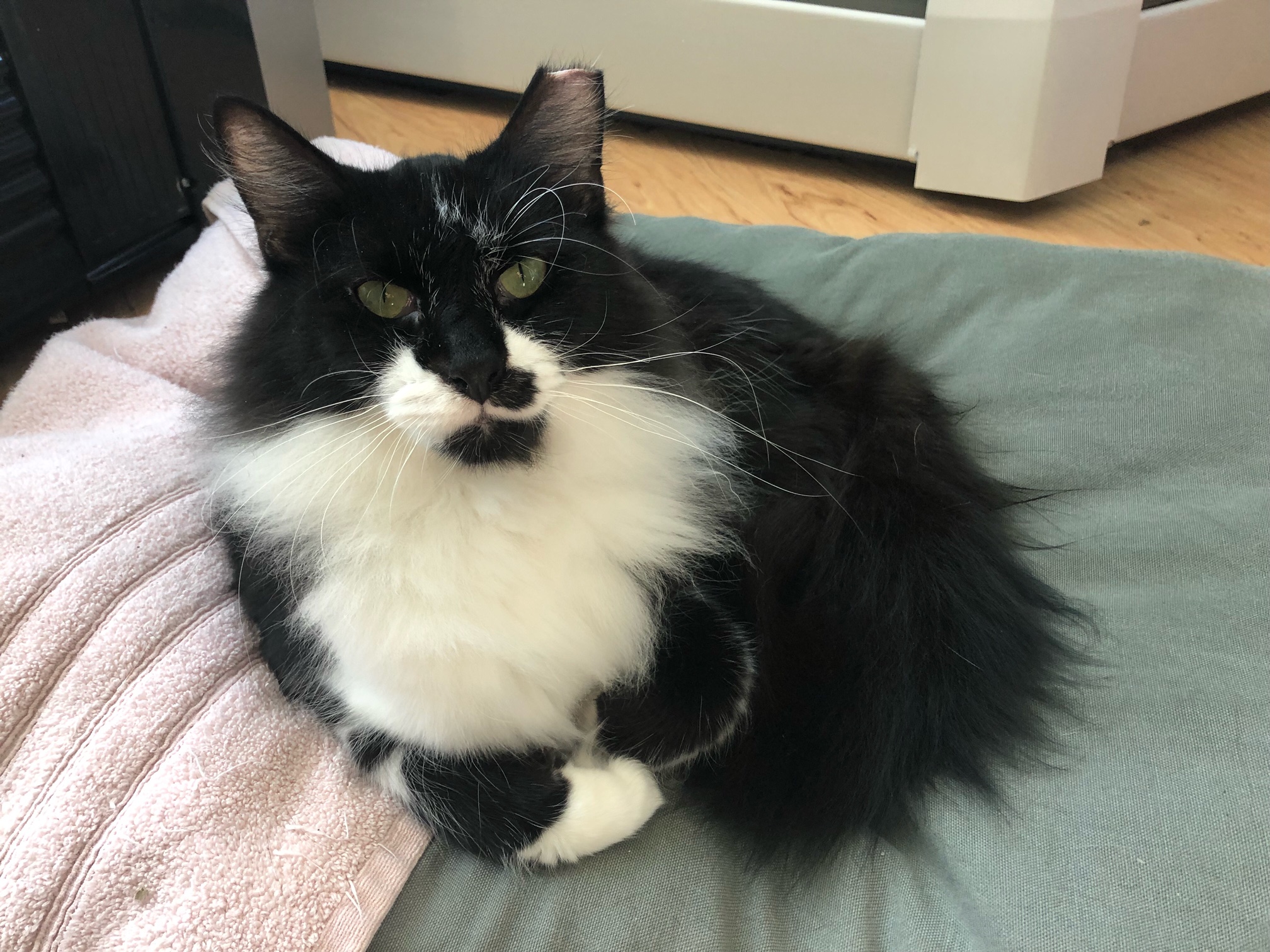 Bandy and JR - Kitty Connection