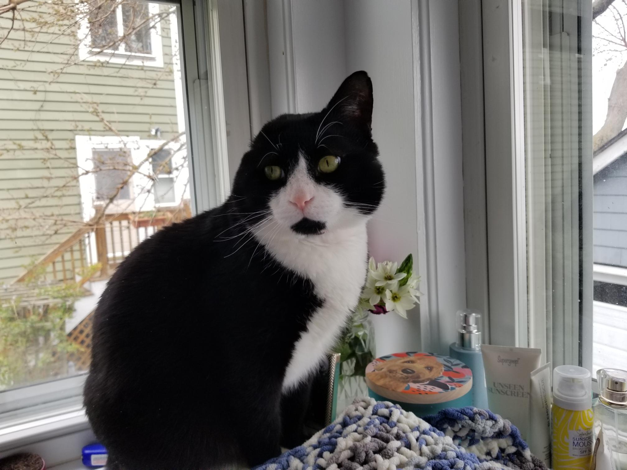 Bixby - Kitty Connection