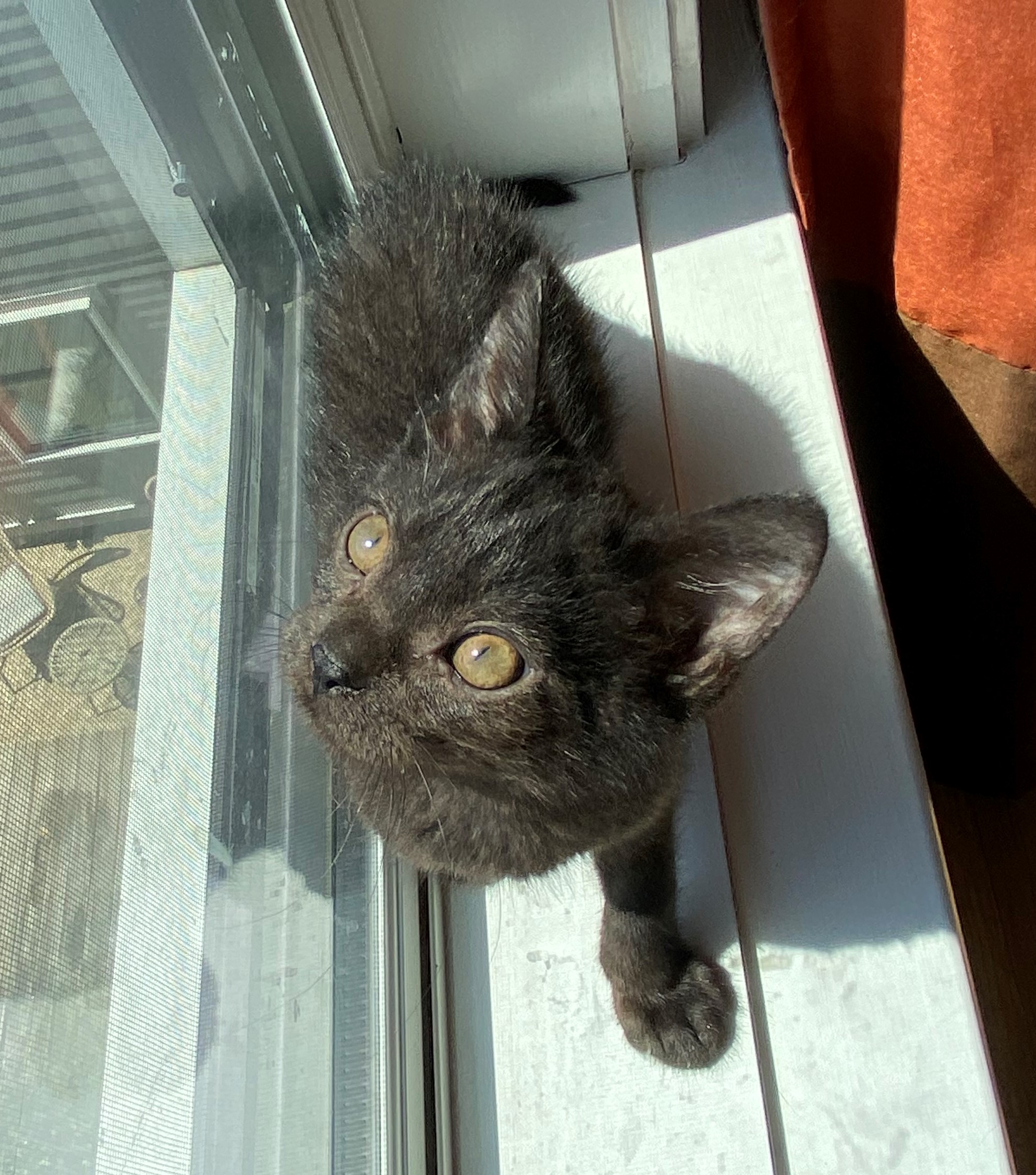 Bumble - Kitty Connection