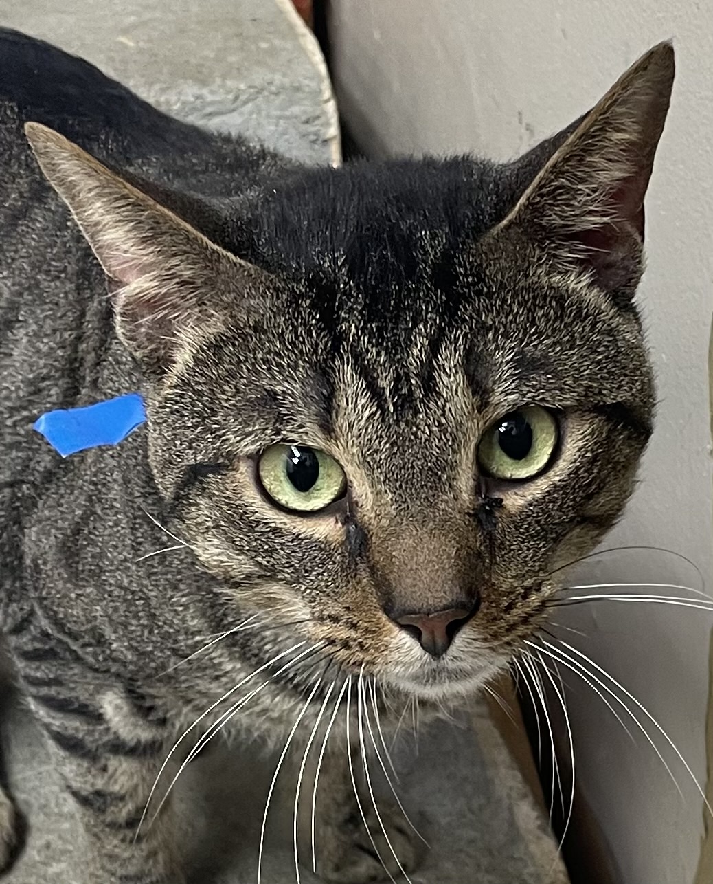 Shorty - Kitty Connection