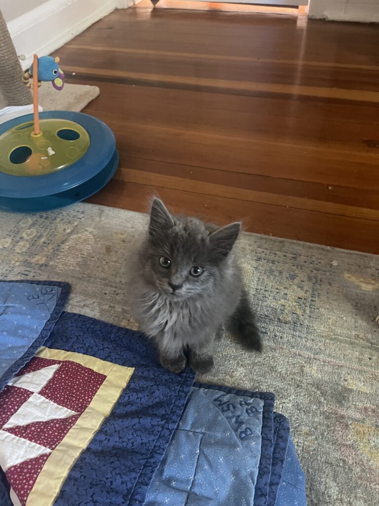 Elliott - Kitty Connection