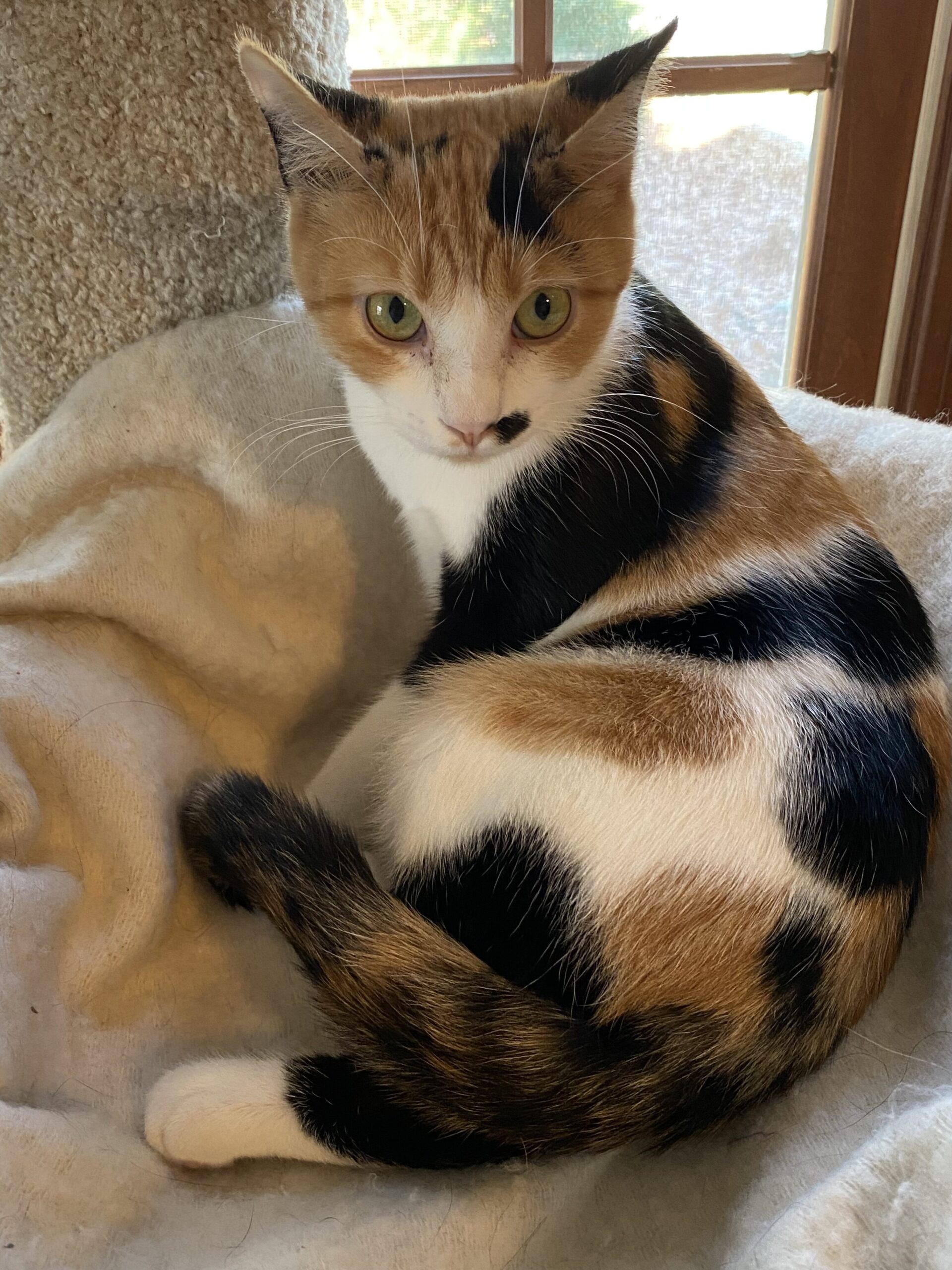Fancy and Flora - Kitty Connection