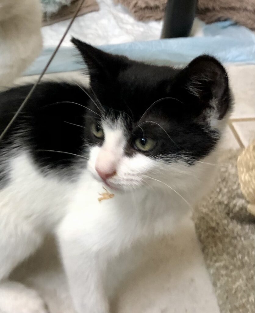 Pepe - Kitty Connection