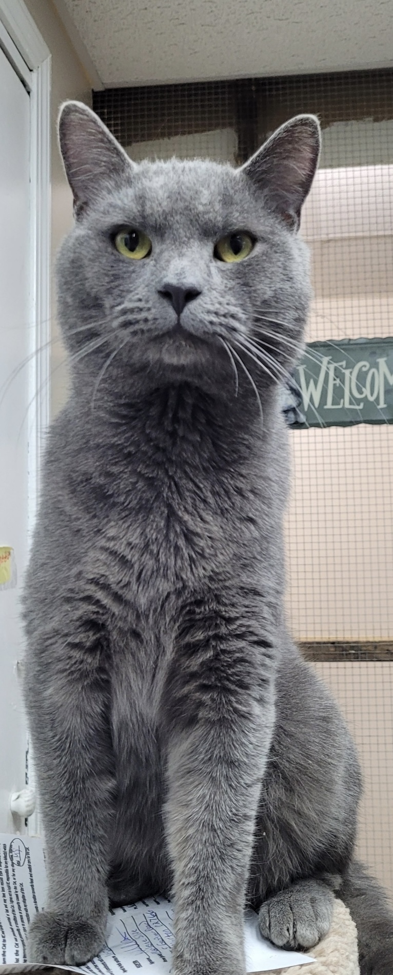 Silver - Kitty Connection