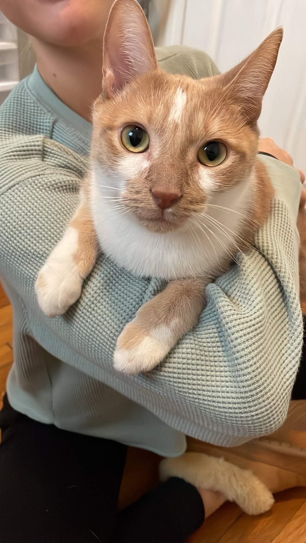 Remi (Courtesy Post) - Kitty Connection