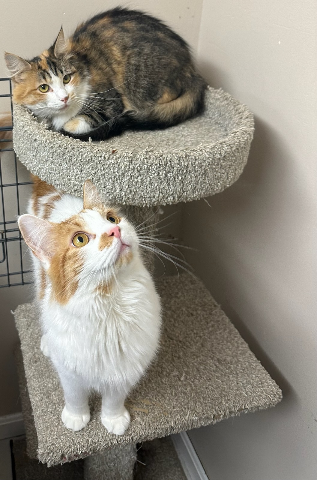 Henny - Kitty Connection