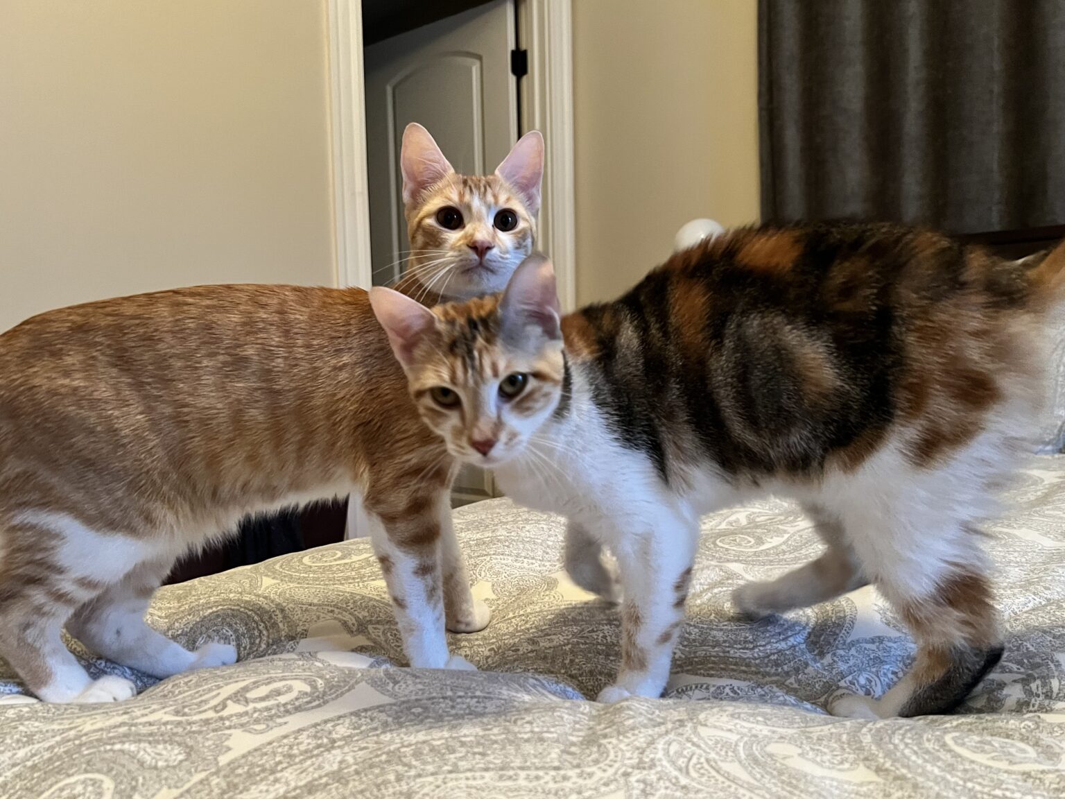 Kit Kat and Reese's Pieces - Kitty Connection