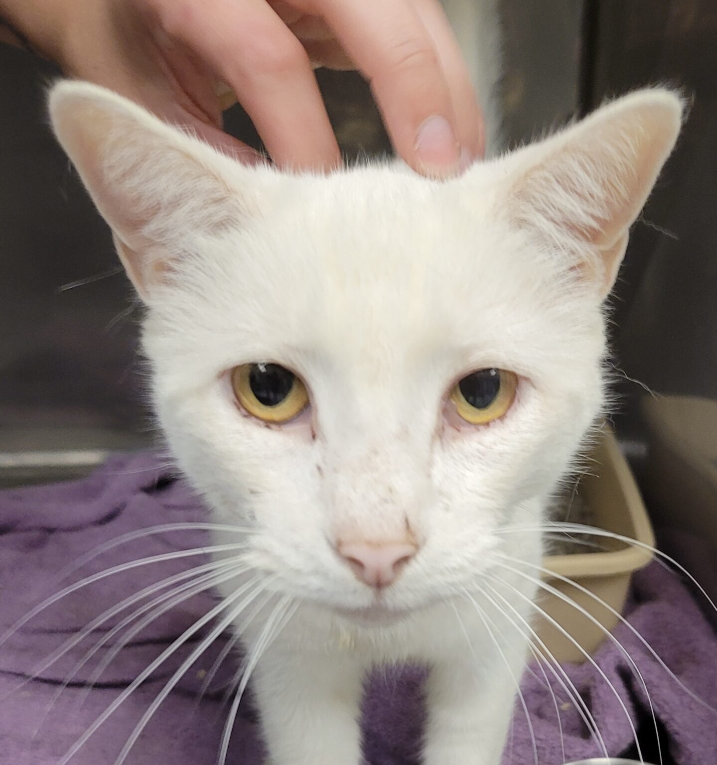 Cotton - Kitty Connection