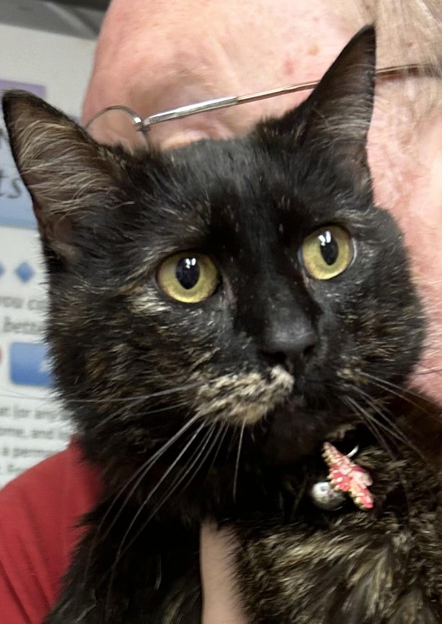 Rolo - Kitty Connection