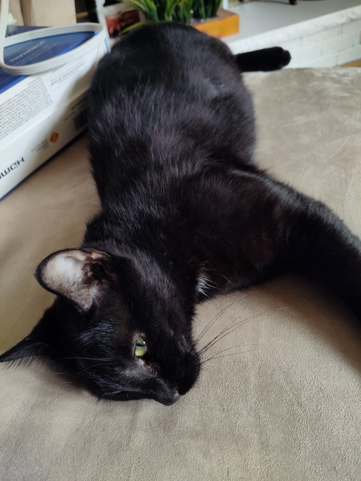 Pepsi - Kitty Connection