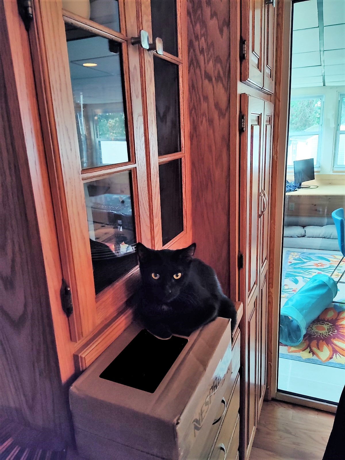Pepsi - Kitty Connection