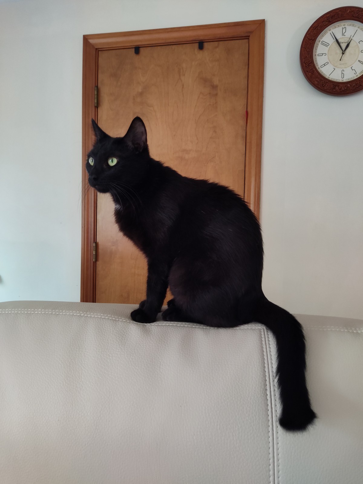 Pepsi - Kitty Connection