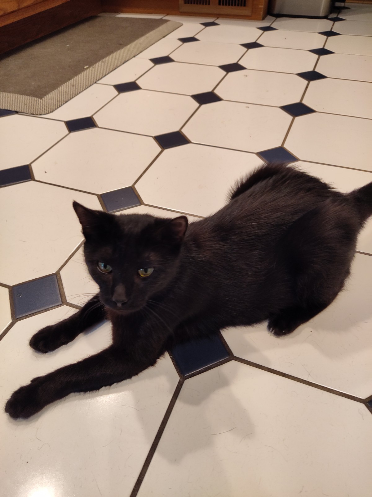 Pepsi - Kitty Connection