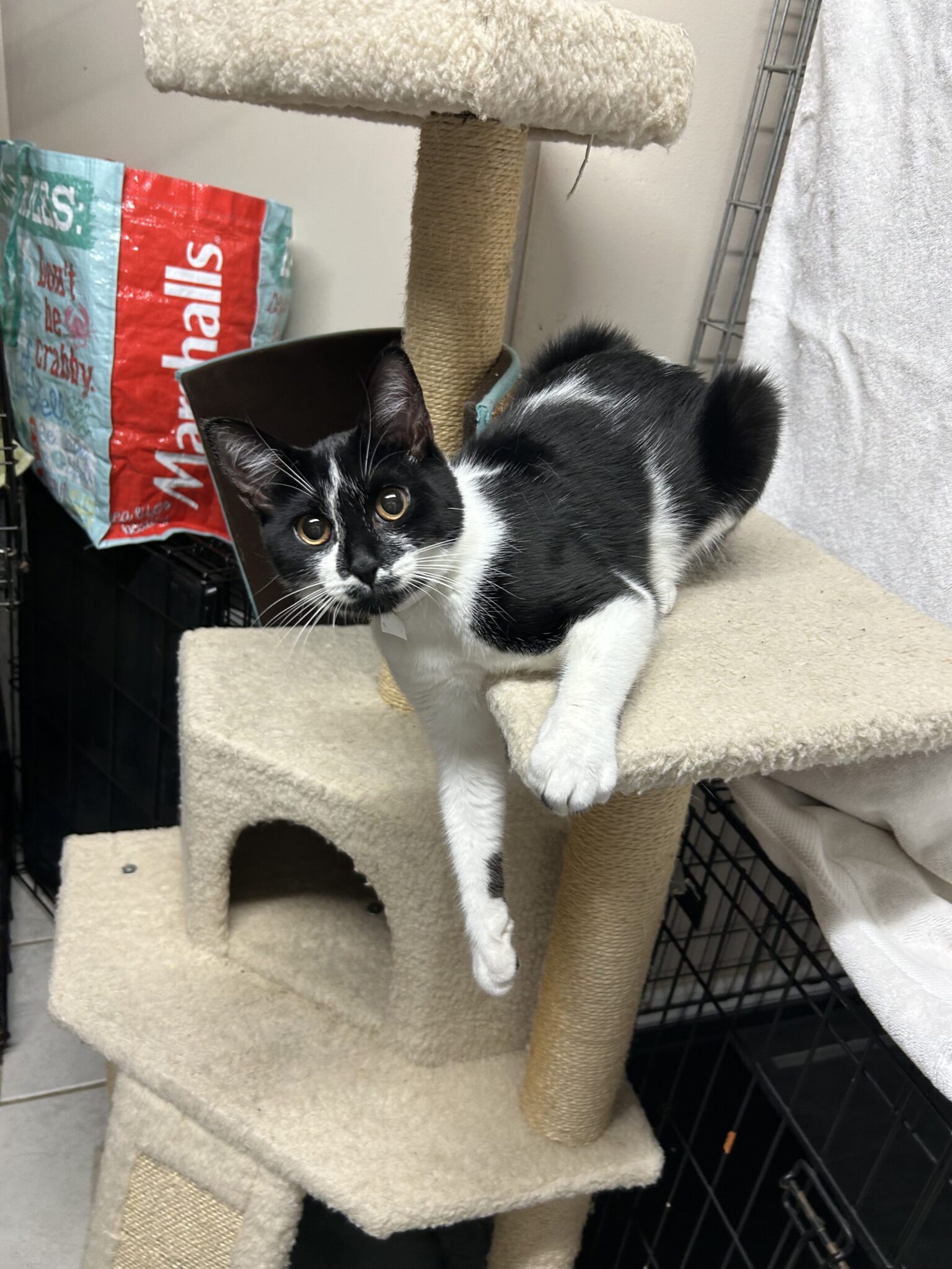 Kelly - Kitty Connection