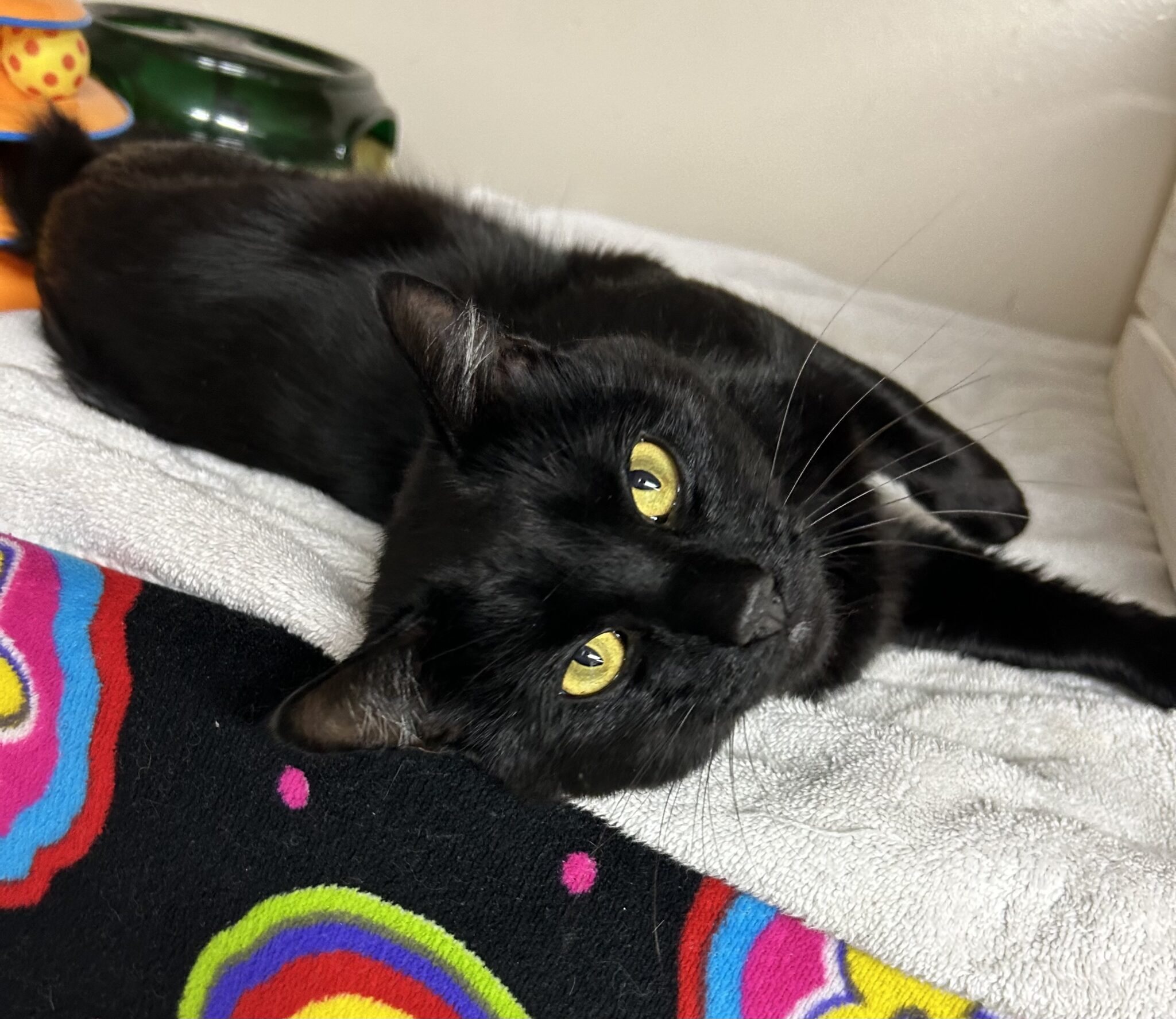 Jet - Kitty Connection