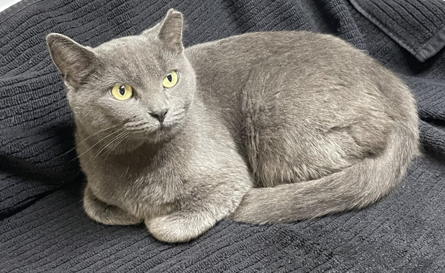 Dixie - Kitty Connection
