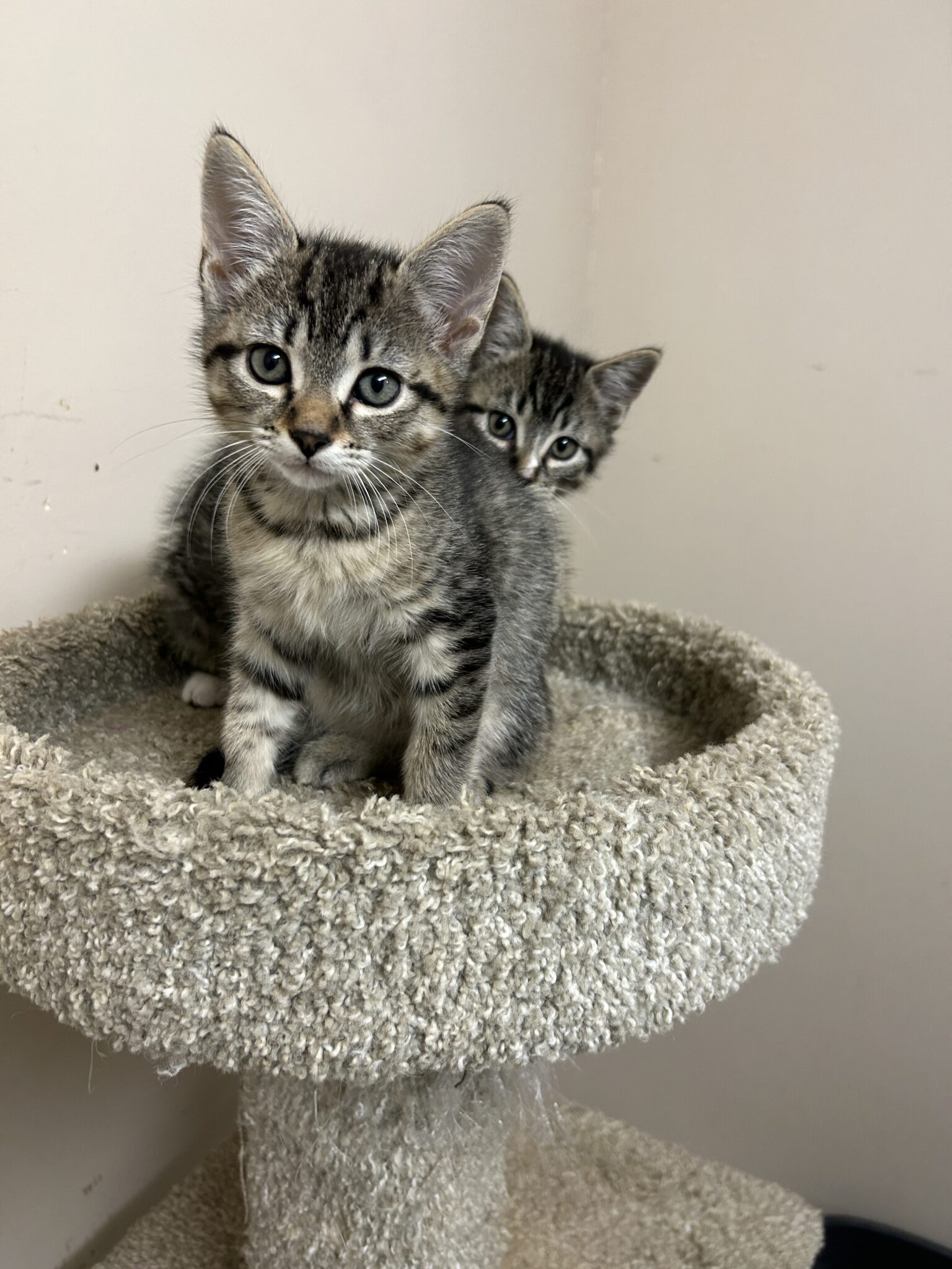 Ricky and Rocky - Kitty Connection