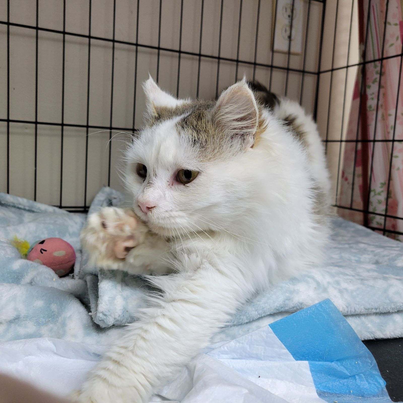 Marley - Kitty Connection