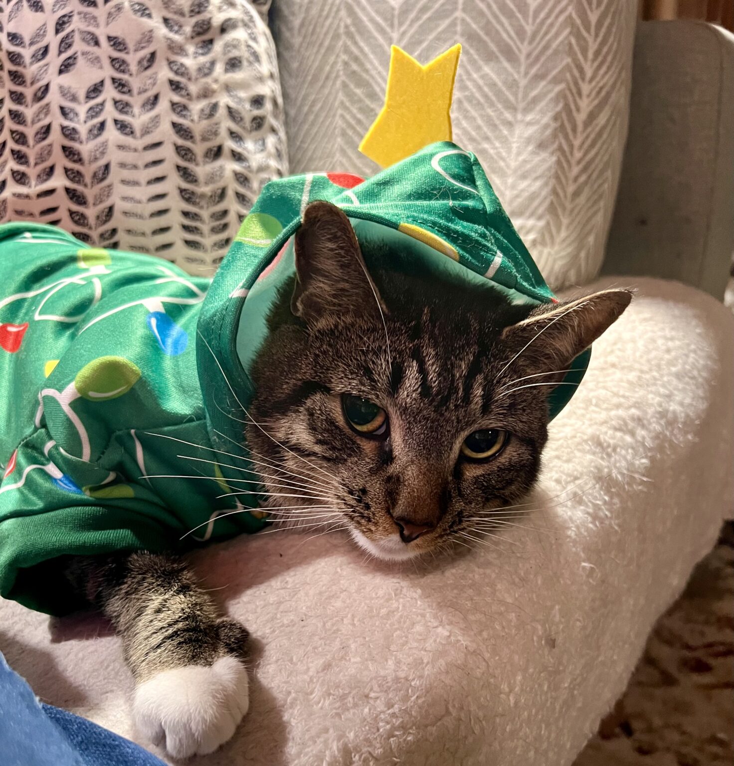Walter - Kitty Connection