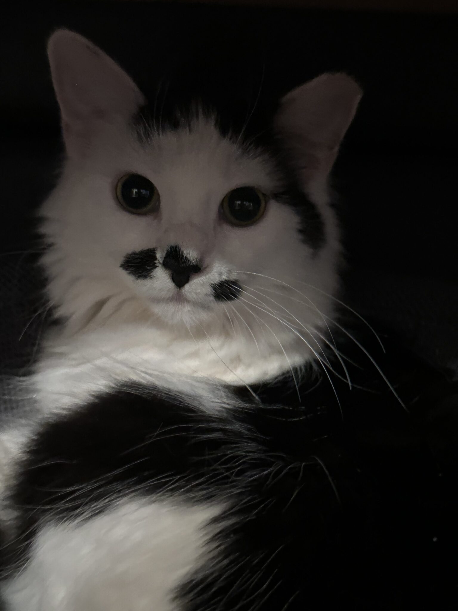 Monroe - Kitty Connection