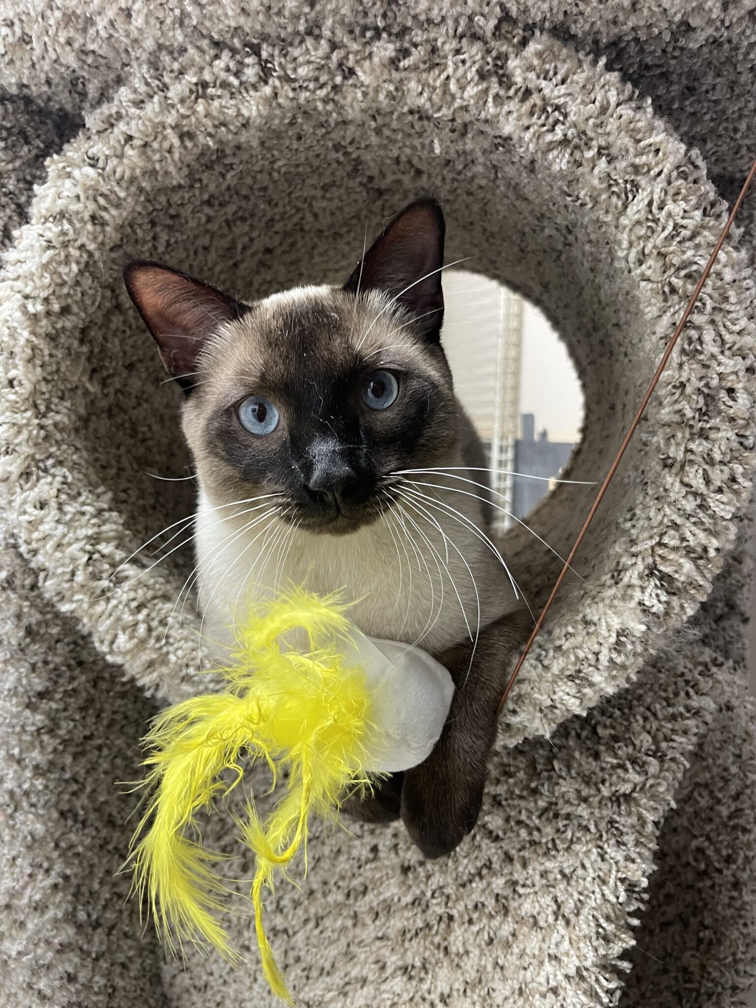 Duke (Courtesy Post) - Kitty Connection