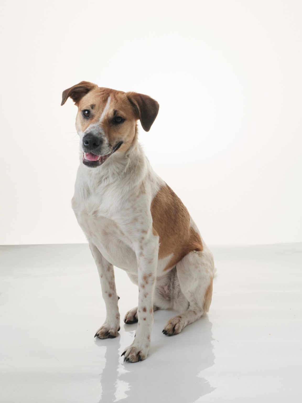 Dogs – Kitty Connection