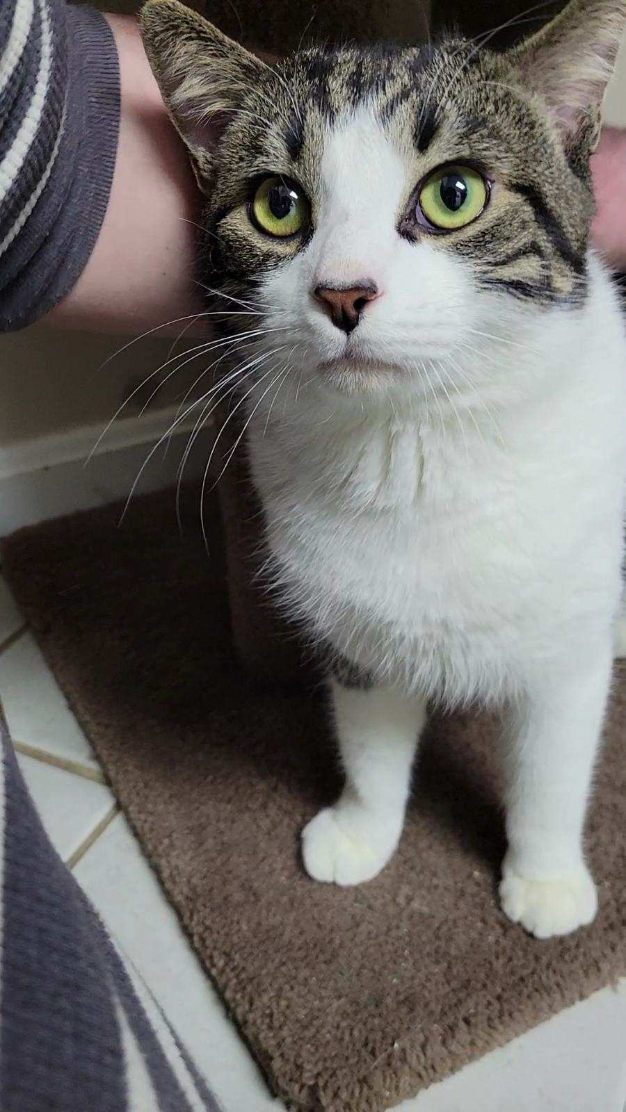 Sparky (Courtesy Post) - Kitty Connection