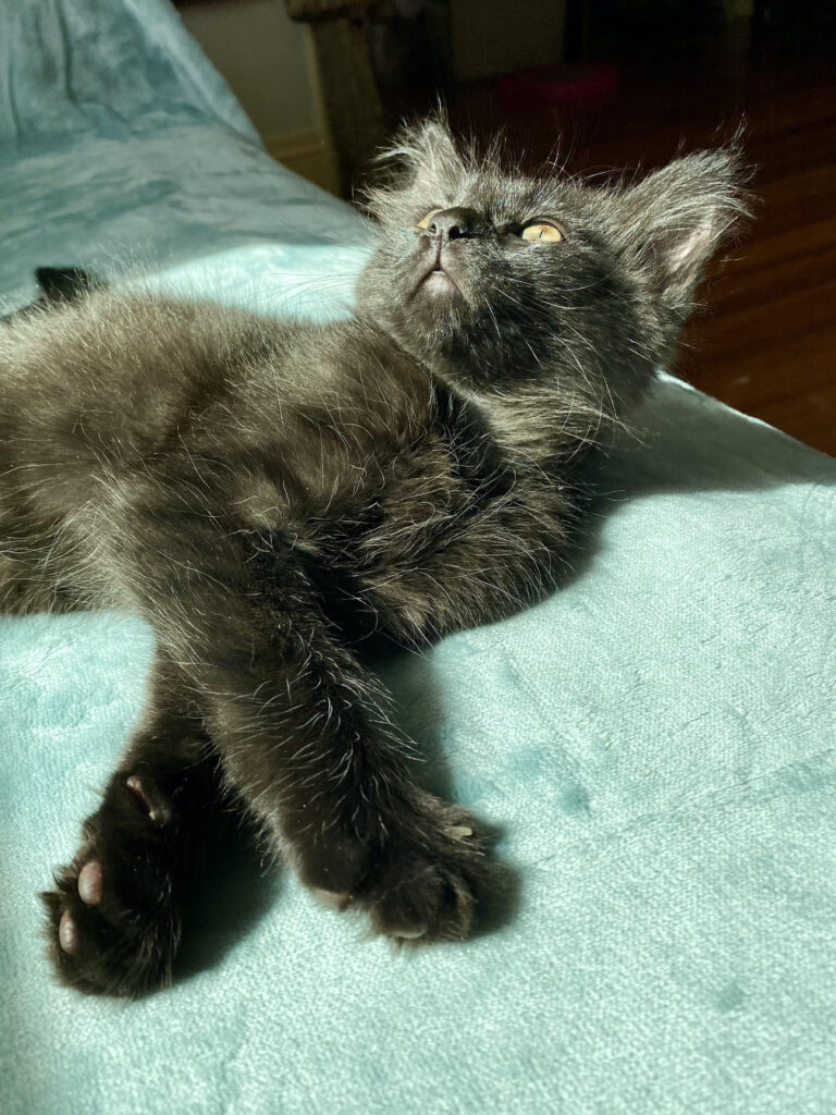 Onyx and Opal - Kitty Connection