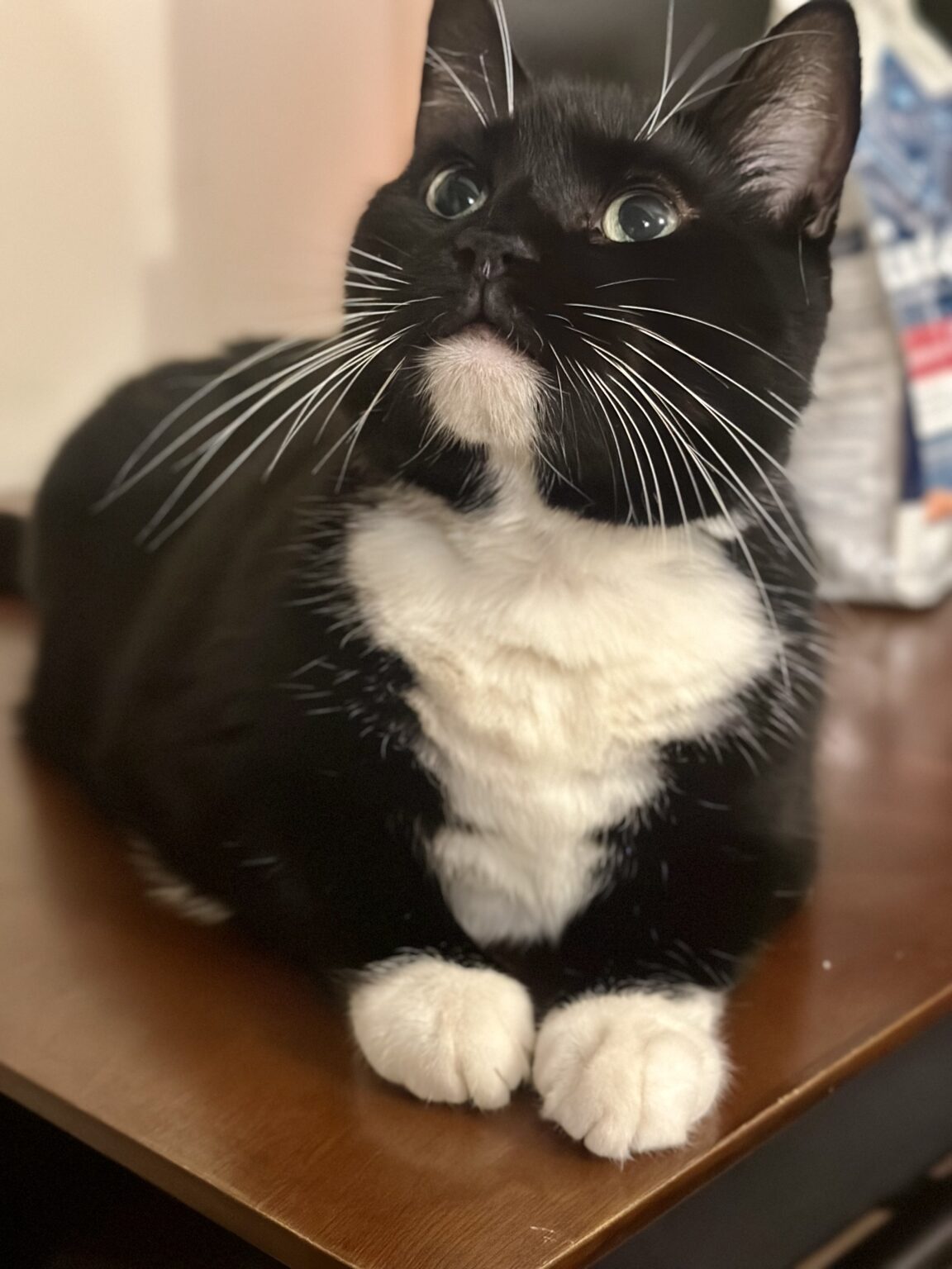 Lucas - Kitty Connection