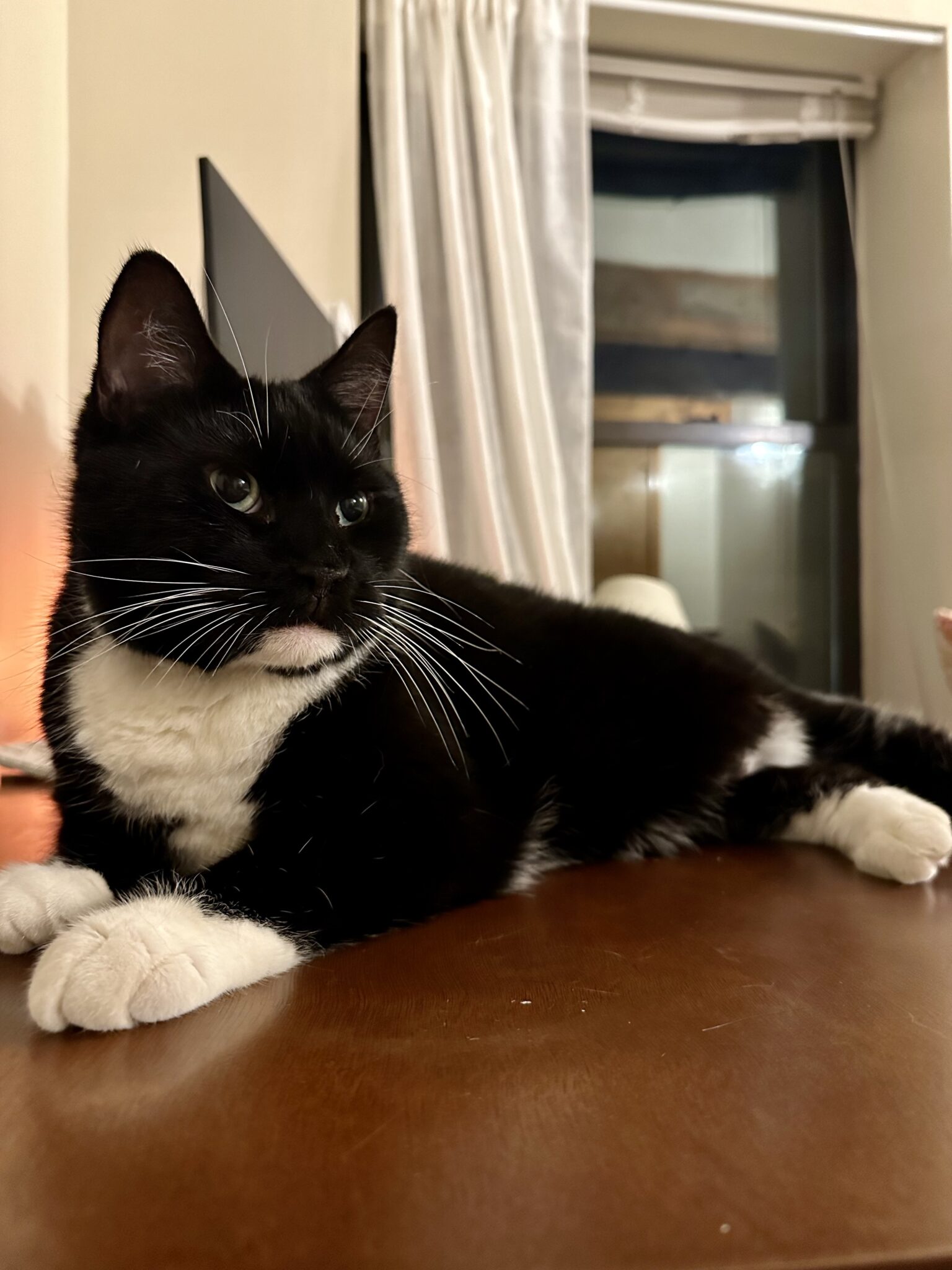Lucas - Kitty Connection