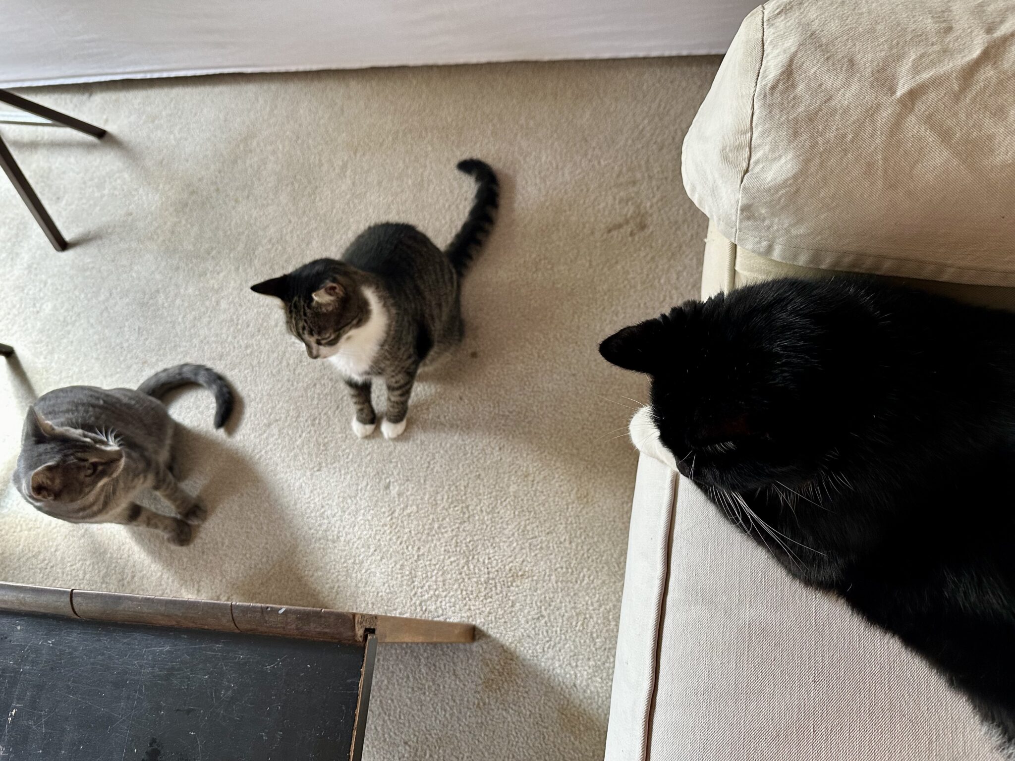 Lucas - Kitty Connection