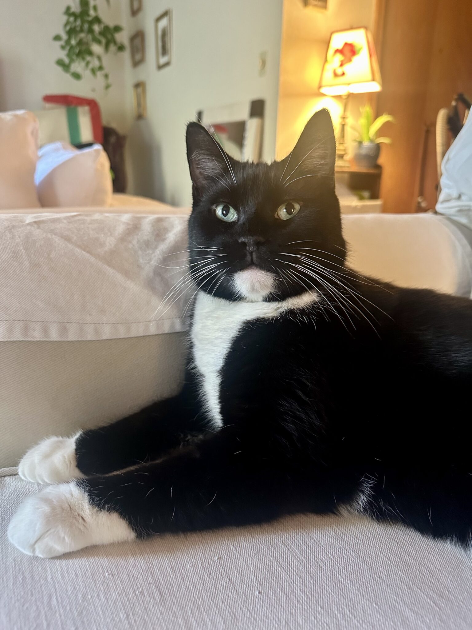 Lucas - Kitty Connection